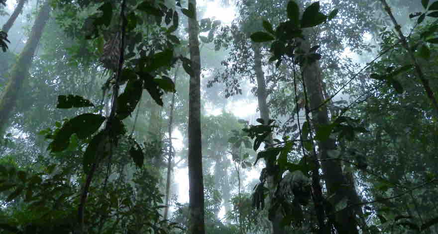 EQUATOR - Tena: planting high-value local trees to protect the primary ...