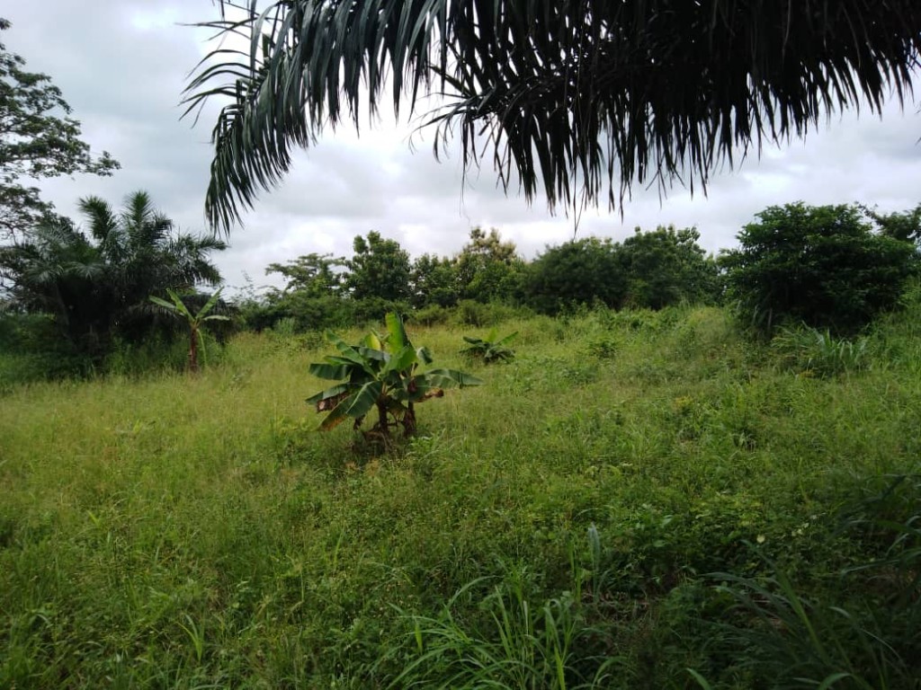 Togo - river Zio: agroforestry and forestry in four villages - A TREE ...