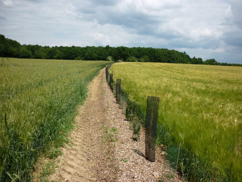 FRANCE, Argentan region – plantation of hedgerows by farmers in ...