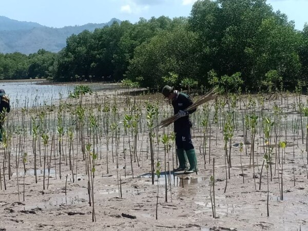 Post-planting activities to ensure a positive development of planted ...