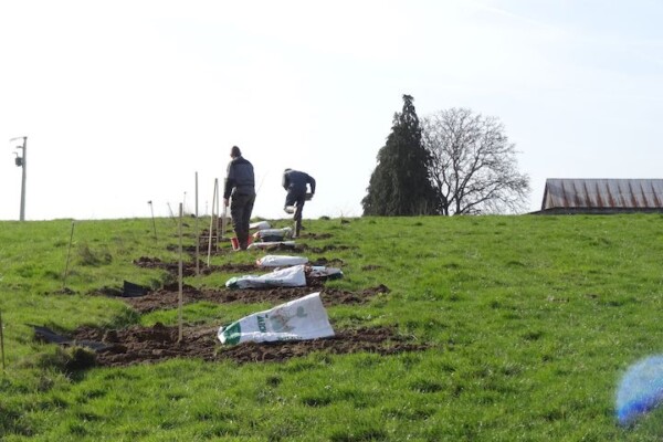 Planting on dairy cow plots - A TREE FOR YOU