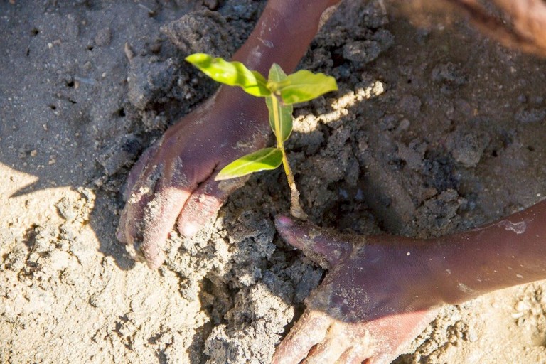 Madagascar – Educational mangrove planting project to restore natural ...