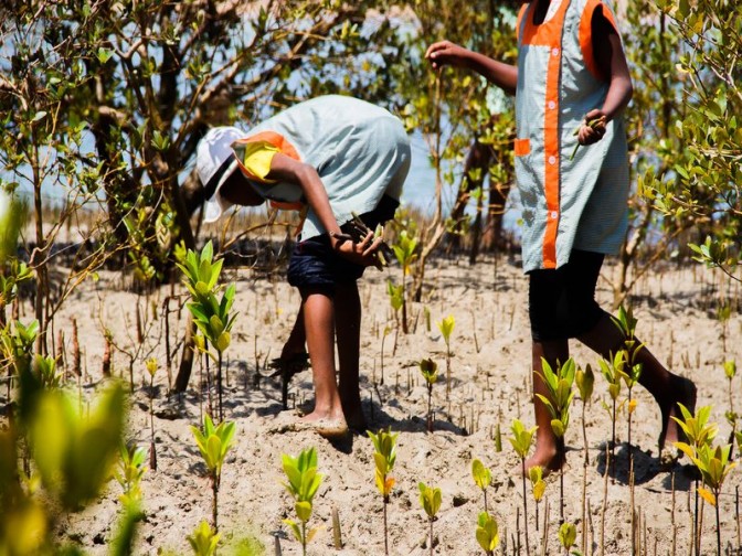 The mangrove planting project has started in Madagascar! - A TREE FOR YOU
