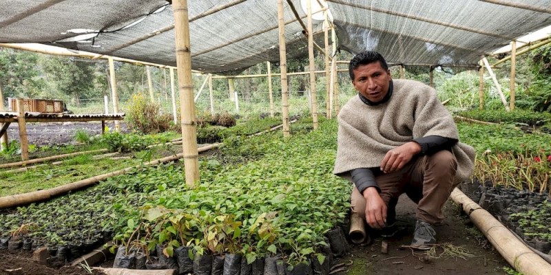 Colombia – reforestation in the Alto Andes to conserve páramos and ...