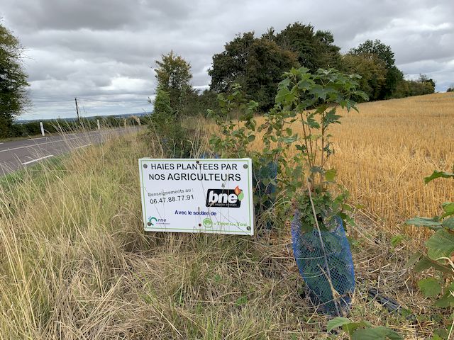 Des plantations de haies pour le climat en Normandie, France - A TREE ...
