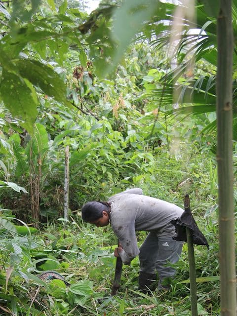 Ecuadorian Amazon: Growing trees! - A TREE FOR YOU