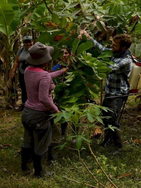 Amazonie équatorienne : la croissance des arbres se poursuit ! - A TREE ...
