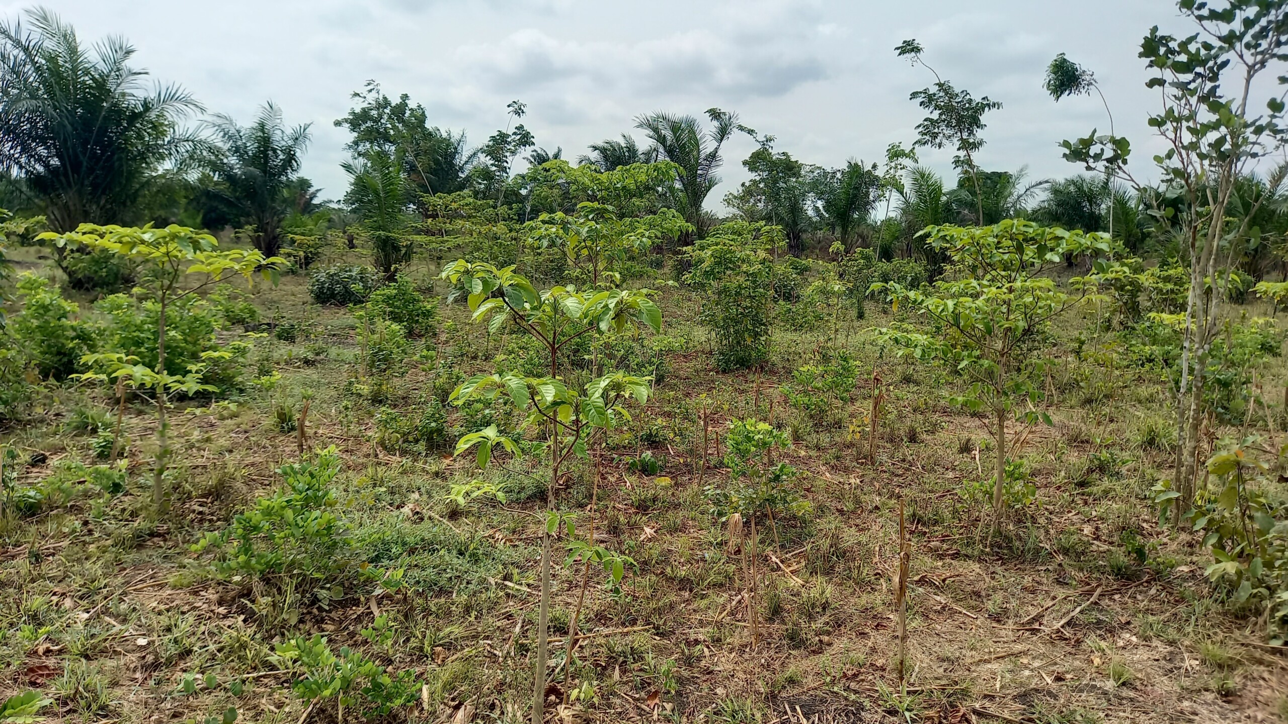 Agroforestry and forestry in 4 villages in a valley of the river Zio in ...