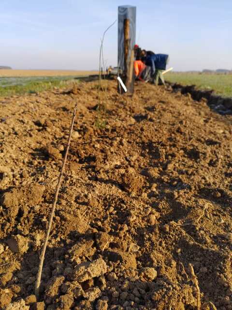 Yves’ ambitious tree-planting project continues in the Beauce region ...