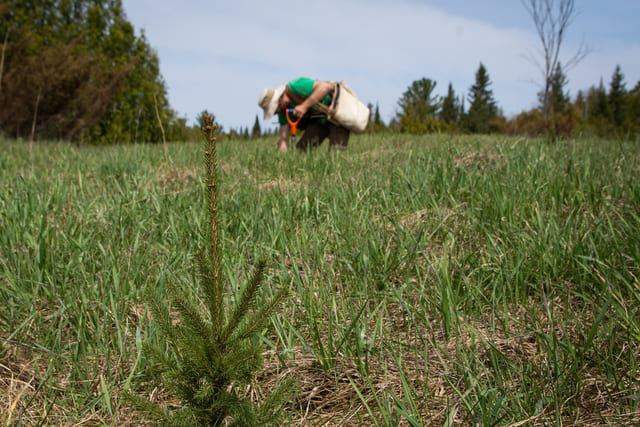 Monitoring and maintenance of trees planted in Ontario - A TREE FOR YOU