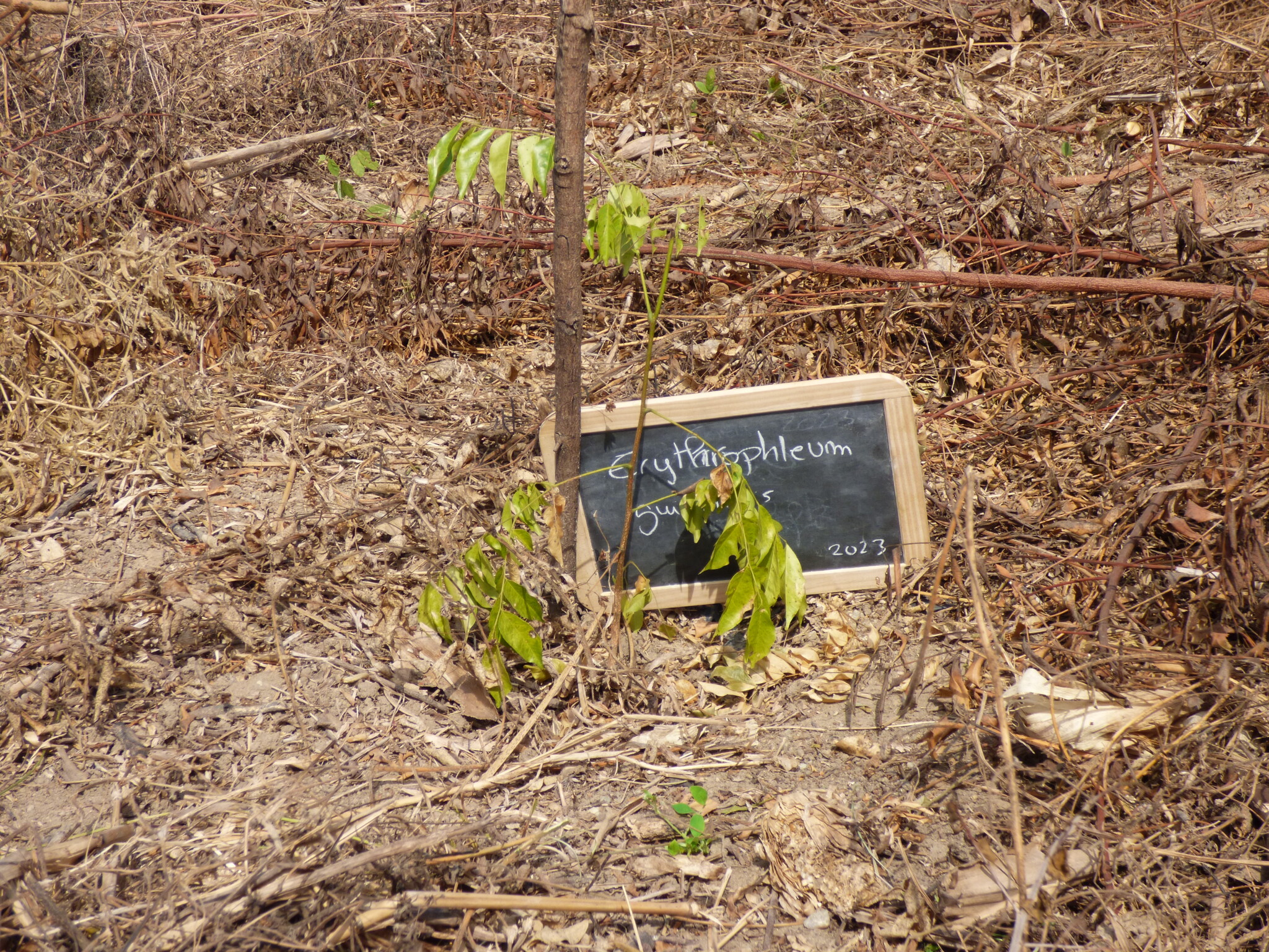 Audit around Lake Togo by the A Tree for You team proves fully ...