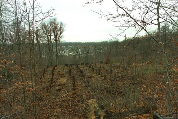 Monitoring plantations in Meudon national forest – A TREE FOR YOU