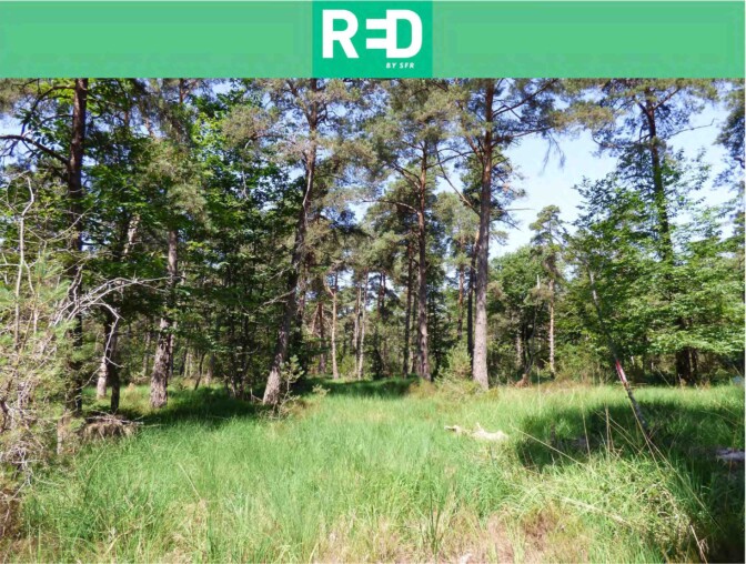 FRANCE – Forêt de Fontainebleau : des plantations pour la résilience et ...